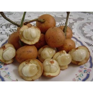 Jual Buah Kapul / Buah Tampui / Buah Tampoi Mirip Manggis Khas ...