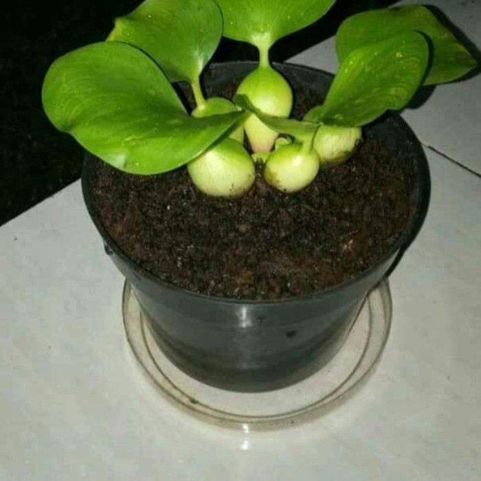 Jual tanaman hias eceng gondok-pohon eceng gendok bunga ungu | Shopee ...