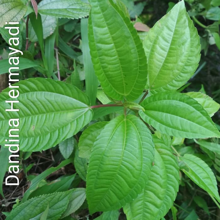 Jual Daun pohpohan segar 500 grm | Shopee Indonesia