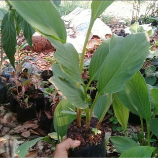 Jual Tanaman Herbal Temu Kunci / Pohon Herbal Temu Kunci / Bibit ...