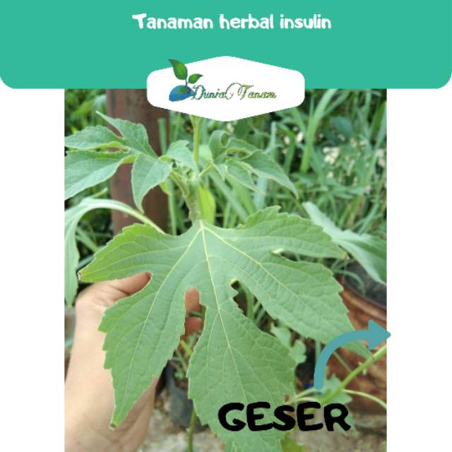 Jual bibit tanaman daun obat herbal pohon insuline insulin ingsulin ...