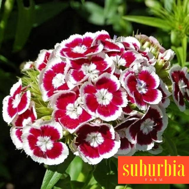 Jual 10 Biji Benih Bunga Sweet William Dianthus | Shopee Indonesia