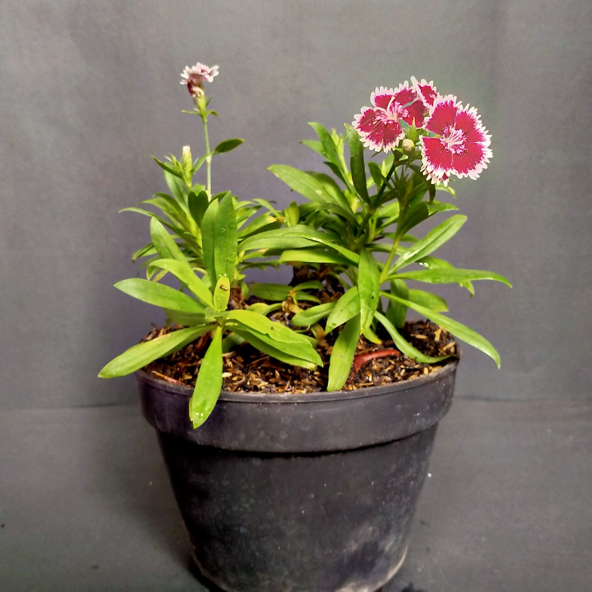 Jual TANAMAN HIAS bunga anyelir bunga ungu putih (dianthus purple ...