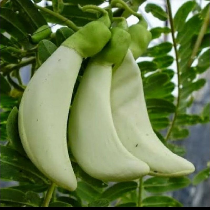 Jual BIBIT TURI (beli 5 gratis 1) | Shopee Indonesia