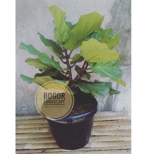 Jual ketapang biola cantik - pohon biola cantik - tanaman indoor ...