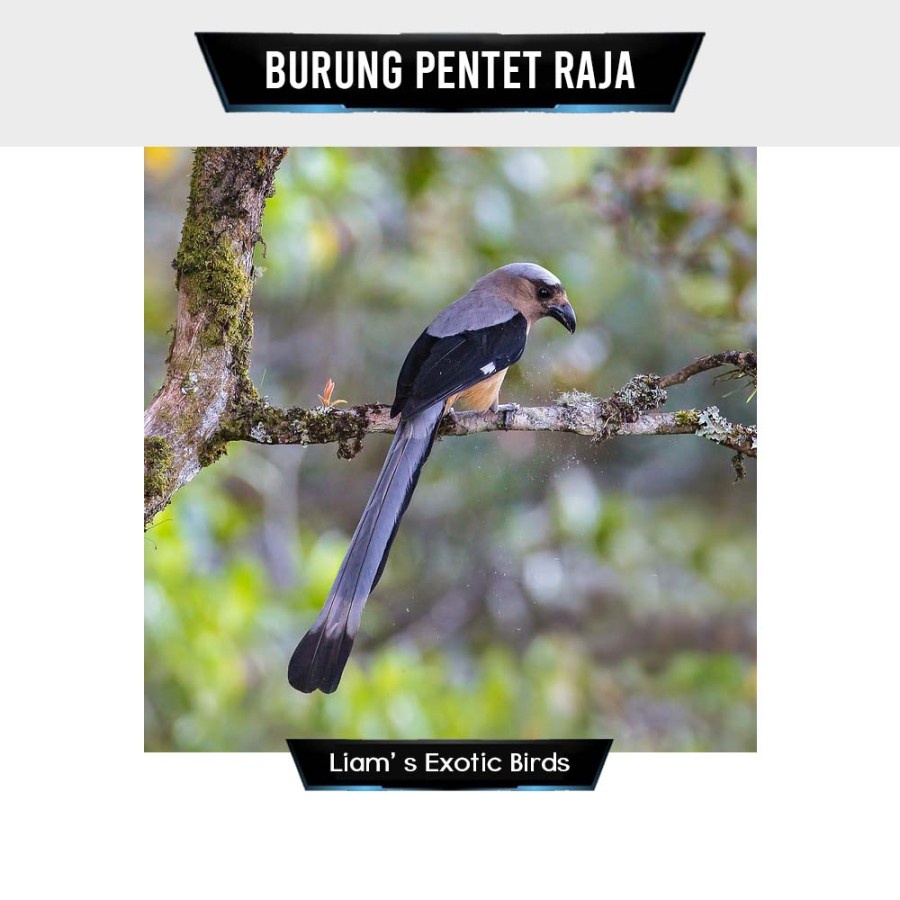 Jual Burung Pentet Raja Jantan Gacor Rawatan | Shopee Indonesia