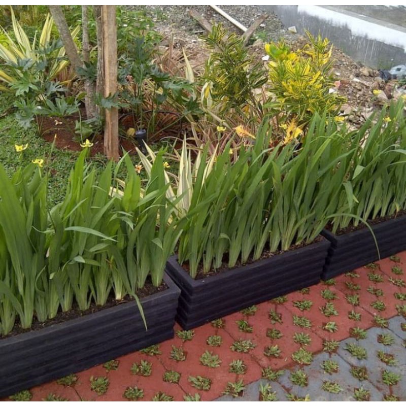 Jual tanaman airis bunga kuning stok super segar | Shopee Indonesia