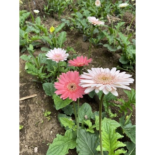 Jual paket hemat A (2 gelbra putih, 2 bunga astro, 2 daun ruskus ...