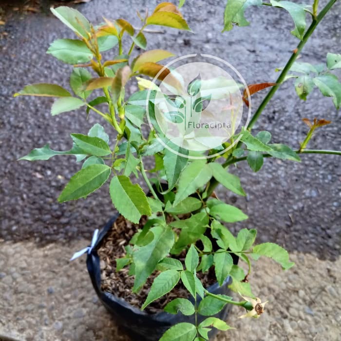 Jual Bibit Tanaman Mawar Pink Bunga Mawar Pink Pohon Bunga Mawar Pink ...