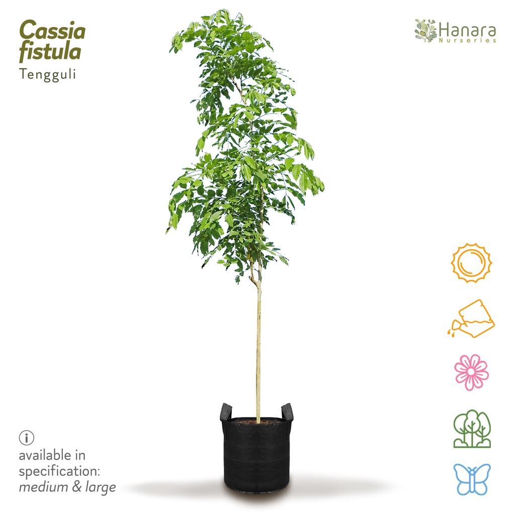 Jual Cassia fistula - Tengguli - pohon instan/instant tree | Shopee ...