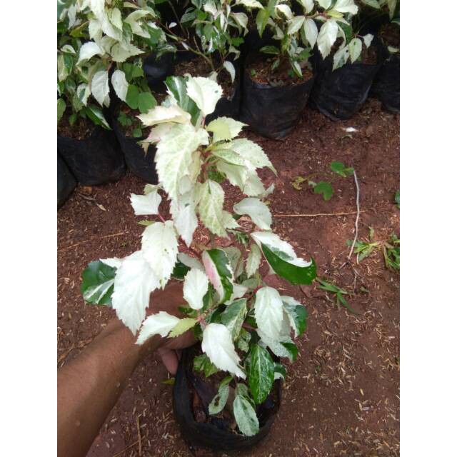 Jual Tanaman hias bunga sepatu varigata kembang sepatu | Shopee Indonesia