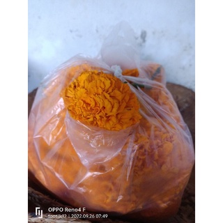 Jual bunga mitir | Shopee Indonesia