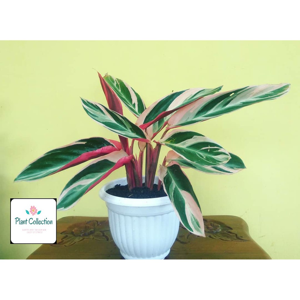 Jual TANAMAN HIAS CALATHEA MULTICOLOR/ CALATHEA HOLAND Indonesia|Shopee ...