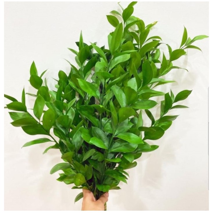 Jual Daun Ruscus ( Fresh Flower ) Indonesia|Shopee Indonesia