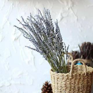 Jual Lavender kering min beli 10pc Indonesia|Shopee Indonesia