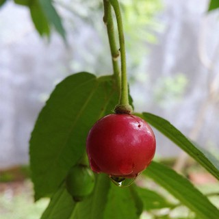 Jual Tanaman Buah Kersen Indonesia|Shopee Indonesia