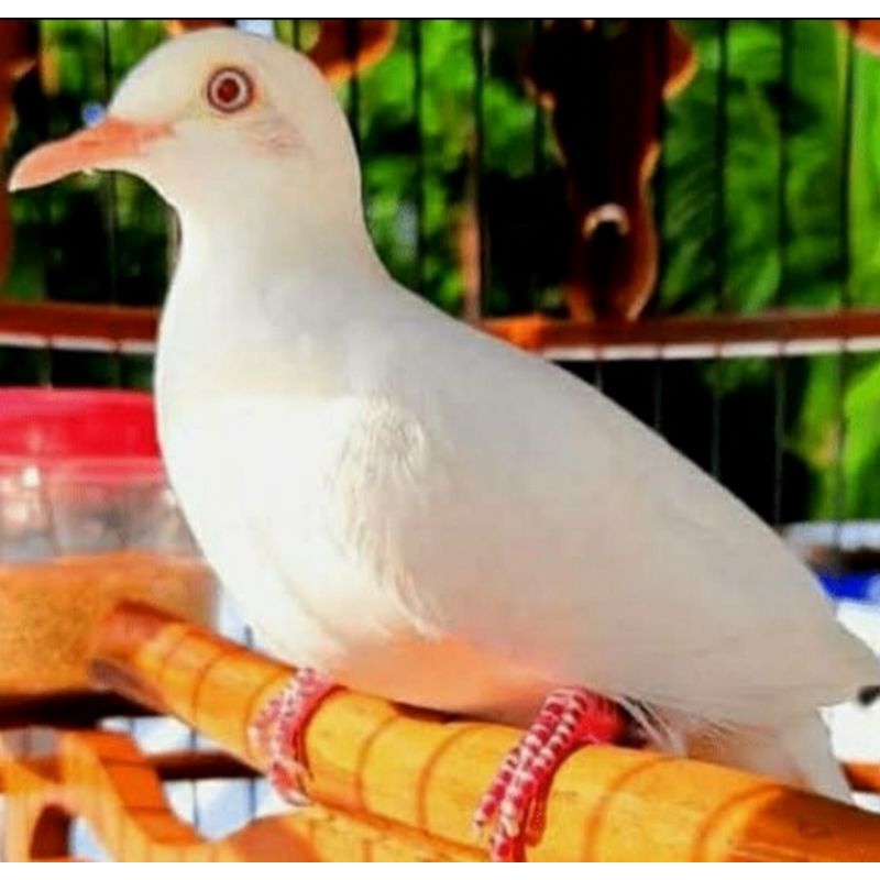 Jual burung perkutut putih lurik mata merah / albino | Shopee Indonesia
