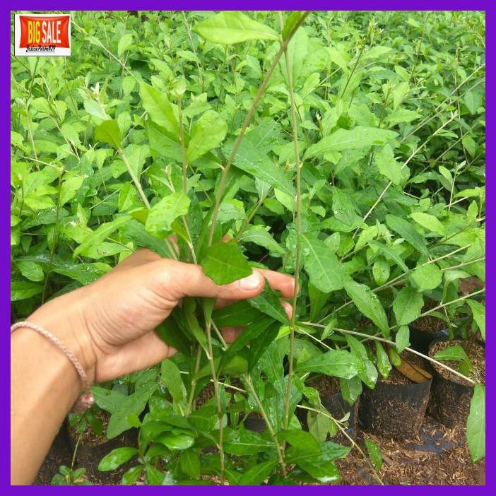 Jual HINEBIBIT- TANAMAN MENJUNTAI LEE KWAN YEW - TANAMAN LI KUAN YU ...