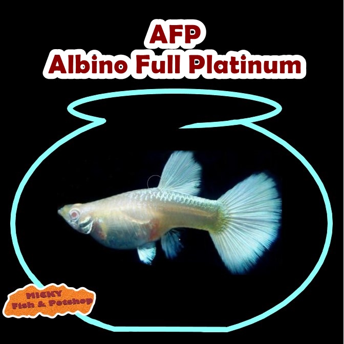 Jual BETINA AFP Albino Full Platinum Grade Indukan Guppy | Shopee Indonesia