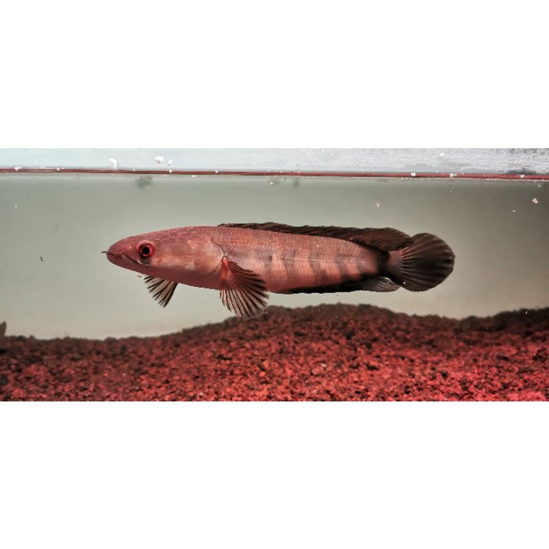 Jual Ikan Channa Red Barito size 27cm | Shopee Indonesia