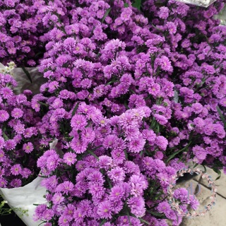 Jual Bunga Pikok Ungu | Shopee Indonesia