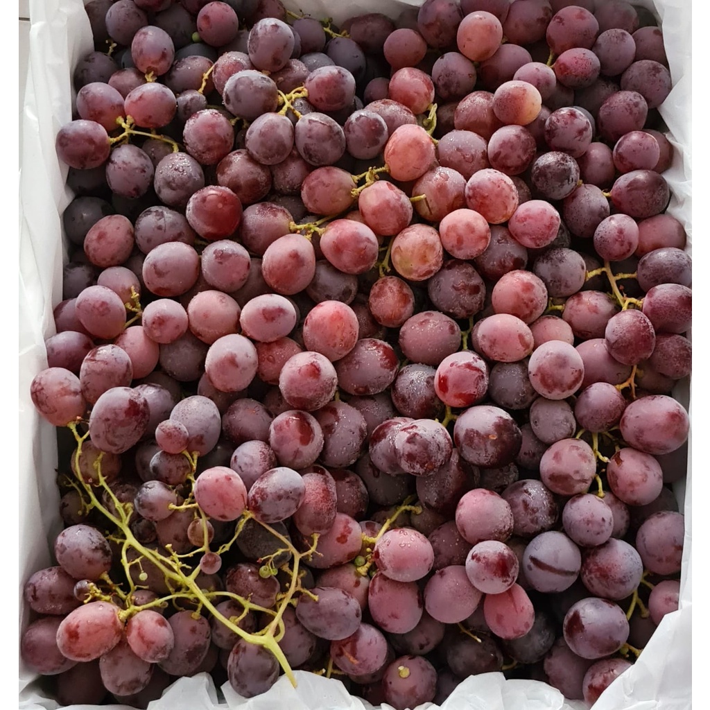 Jual Anggur Red Globe China (KG) | Shopee Indonesia