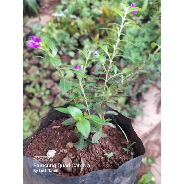 Jual Taiwan Beauty Bunga Putih, Tanaman Hias | Shopee Indonesia