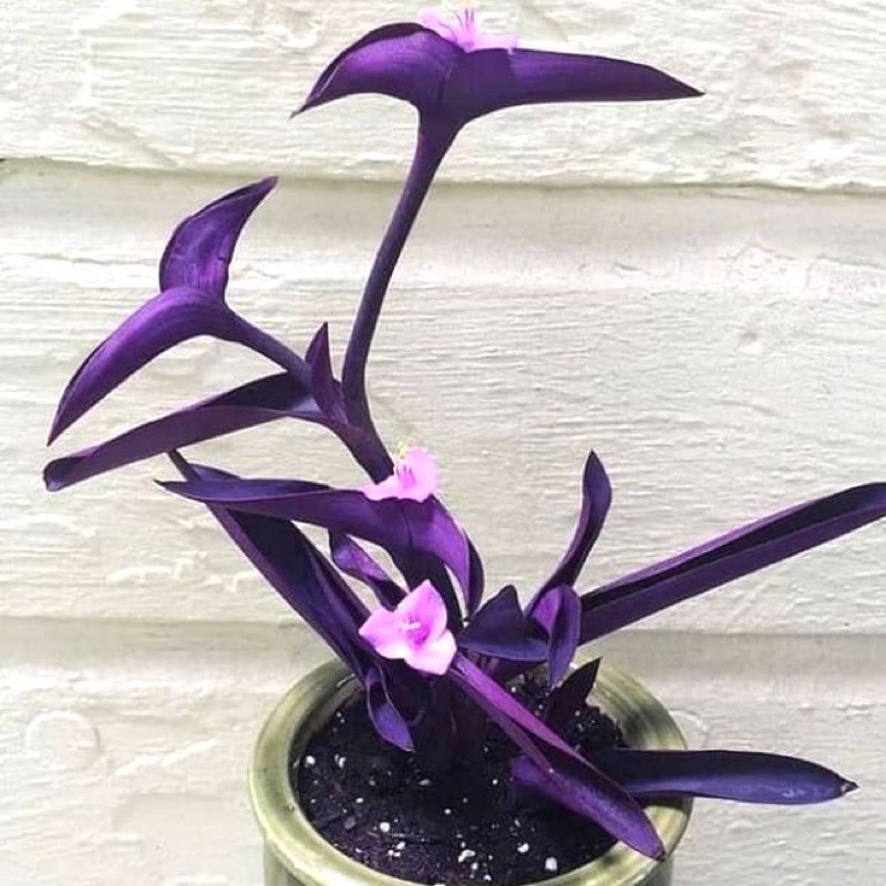 Jual tanaman hias adam hawa ungu - tradescantia pallida ungu | Shopee ...