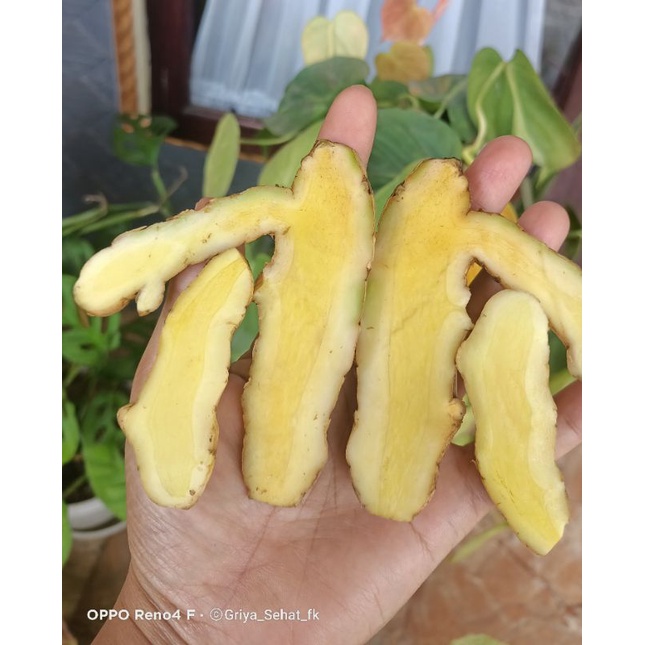 Jual Kunyit Putih Temu Mangga segar (Curcuma Mangga) berat 1 KG ...