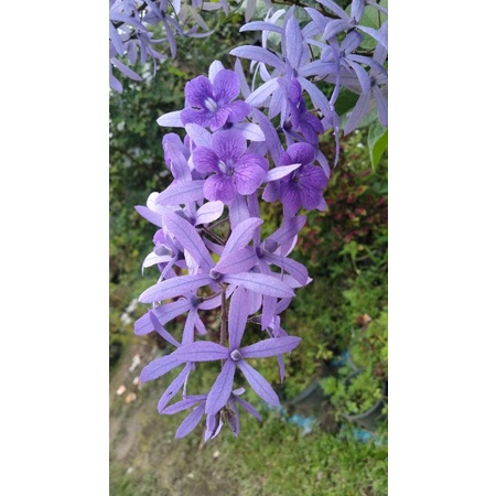 Jual petrea ungu Harga Terbaik & Termurah Agustus 2022 | Shopee Indonesia