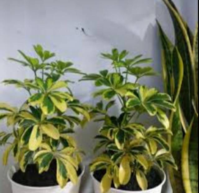 Jual Tanaman hias Walisongo varigata ( schefflera arboricola ) | Shopee Indonesia