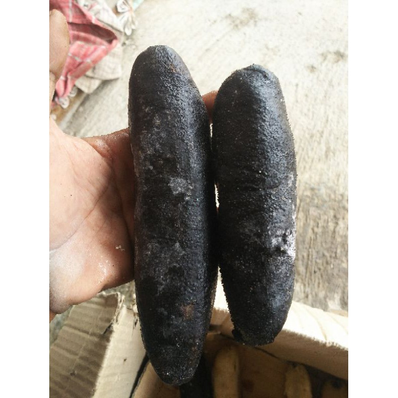 Jual teripang hitam raja, kasut 1 kg isi 5-8 ekor | Shopee Indonesia