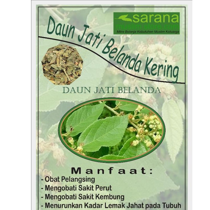 Jual Daun Jati Belanda Kering 250gr Asli Manfaat Untuk Pelangsing ...