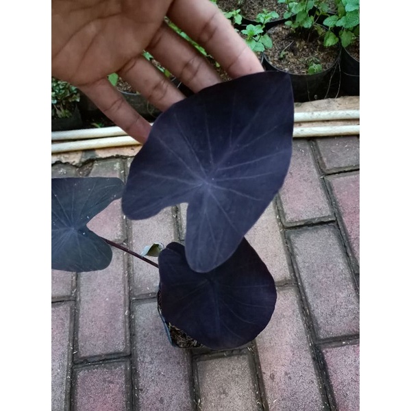 Jual tanaman talas hitam / black magic | Shopee Indonesia