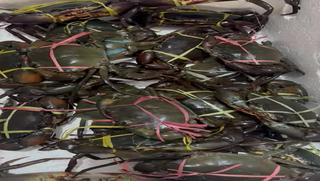 Jual Kepiting Jumbo Papua - 400gr+ | Shopee Indonesia