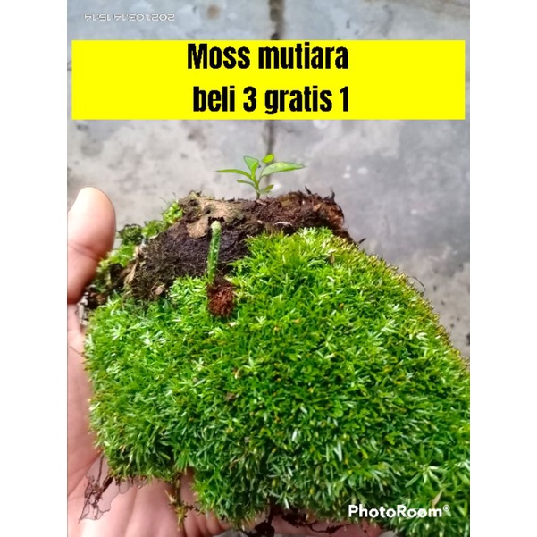 Jual [grade A Beli 3 gratis 1]moss darat mutiara aquascape, paludarium ...