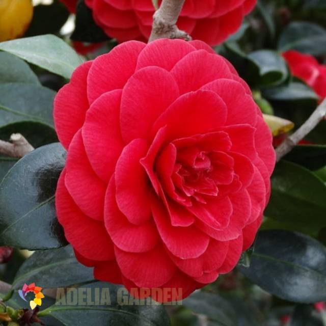 Jual Tanaman Bunga Camelia Merah Tumpuk / Kelopak Double | Shopee Indonesia