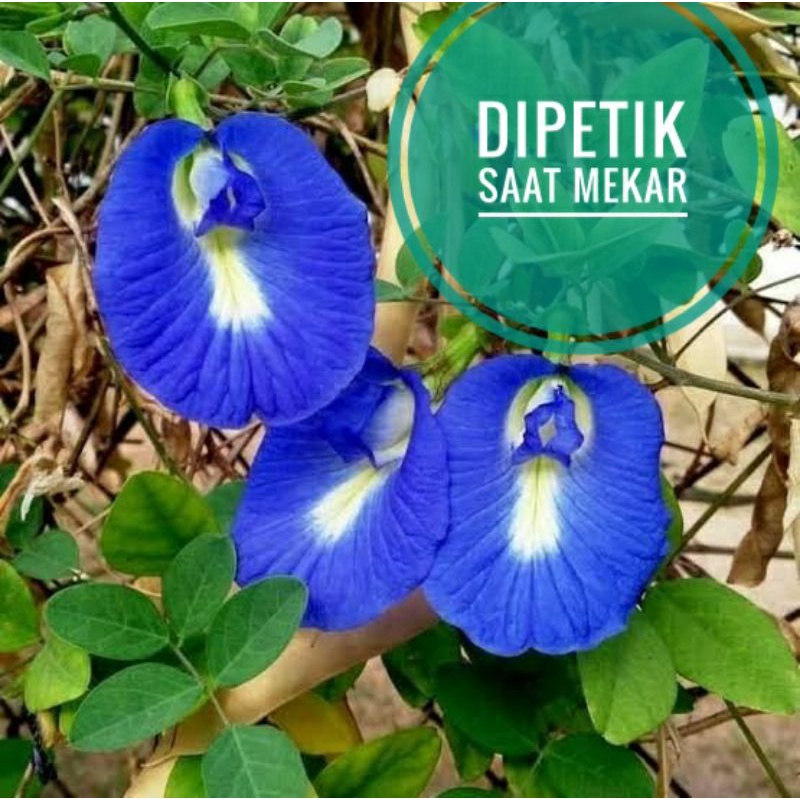 Jual Kembang Telang Bunga Teleng Segar Fresh Organic Butterfly Pea ...