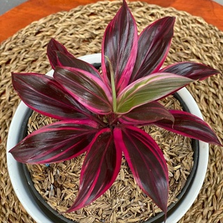 Jual tanaman hanjuang mini hanjuang pelangi hanjuang merah | Shopee ...