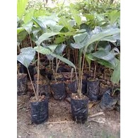 Jual Bibit Aren / Kolang Kaling lokal Varietas Unggul 100% | Shopee ...