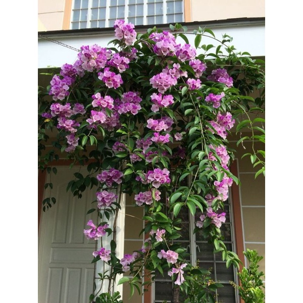 Jual Tanaman hias Garlic Vine plant/ mansoa alliacea/ purple trumpet ...