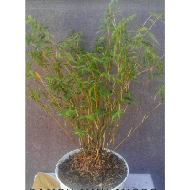 Jual Tanaman bambu mini micro | Shopee Indonesia