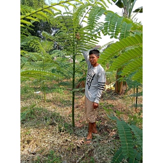 Jual pohon solobium tinggi 2 meter | Shopee Indonesia