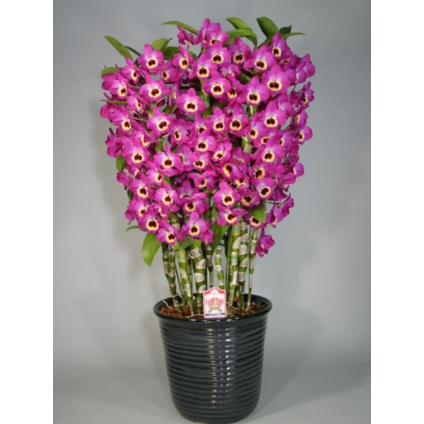 Jual anggrek bibit botol dendrobium nobile red emporer prince | Shopee ...