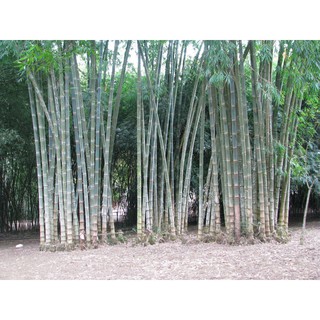 Jual Bibit Bambu Petung / Awi Bitung / Dendrocalamus asper / bambu ...