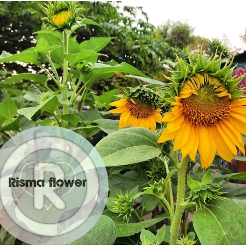 Jual Tanaman hias pohon bunga matahari siap berbunga / tanaman matahari ...