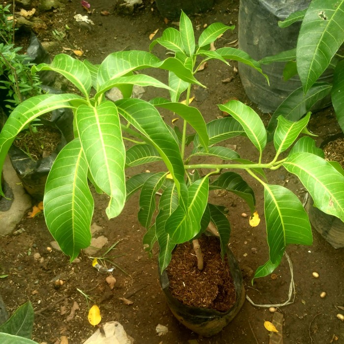 Jual bibit pohon mangga simanalagi/tanaman pohon mangga /mangga manis ... Jual bibit pohon mangga simanalagi/tanaman pohon mangga /mangga manis ...
