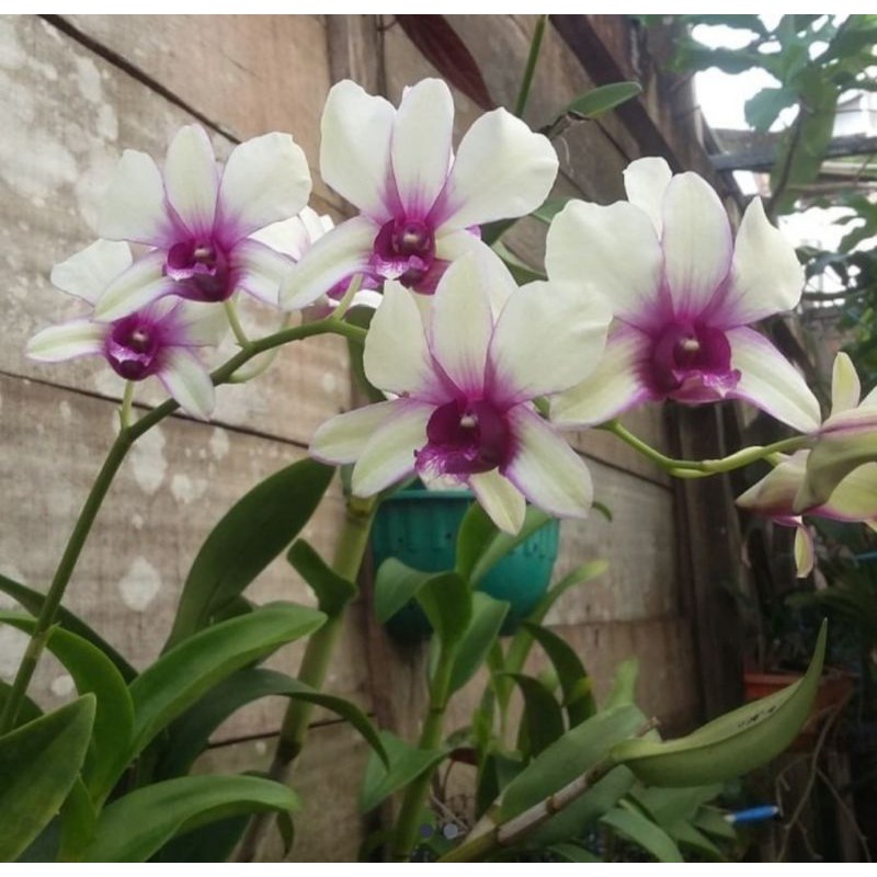 Jual Pohon Anggrek Dendrobium Bunga Putih Ungu Dewasa / Spike | Shopee ...