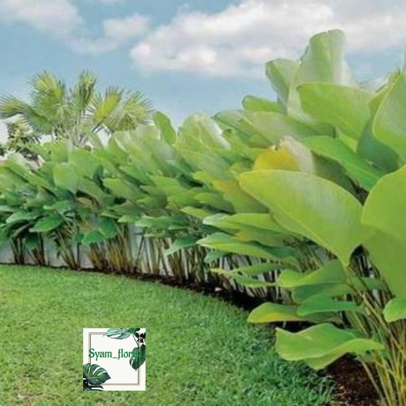 Jual Tanaman Hias Calathea Lutea pisang pisangan 60Cm | Shopee Indonesia