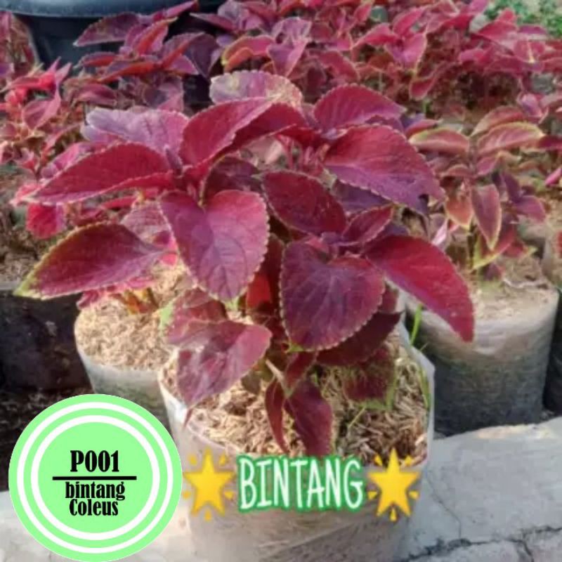 Jual Tanaman Hias Miana merah - Jawer Kotok - Iler - Coleus | Shopee ...